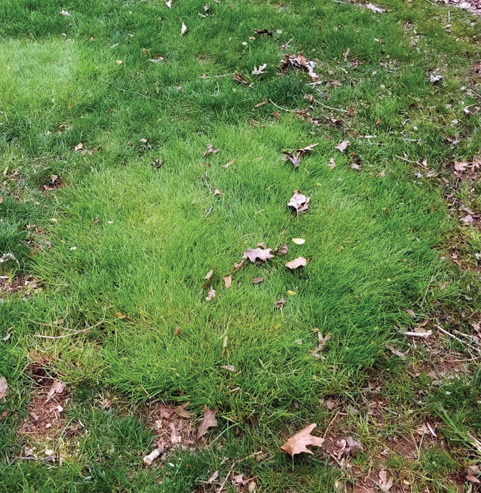 Darrell Blackwelder: Rough stalk bluegrass in fescue lawns | Salisbury Post