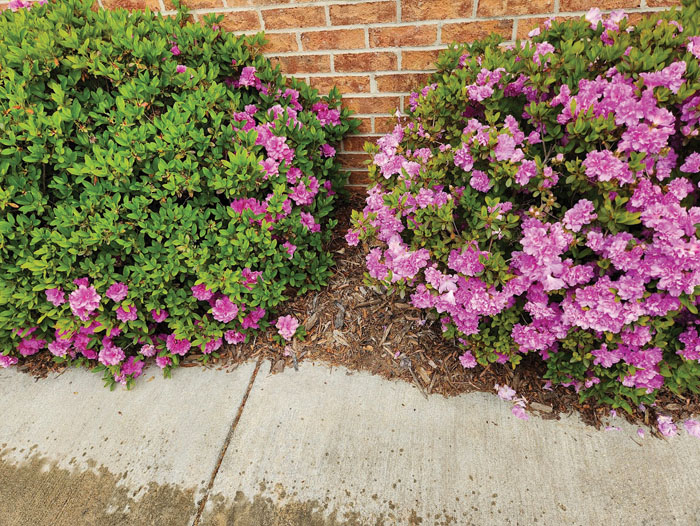 Darrell Blackwelder: What to do when azaleas won’t bloom | Salisbury Post