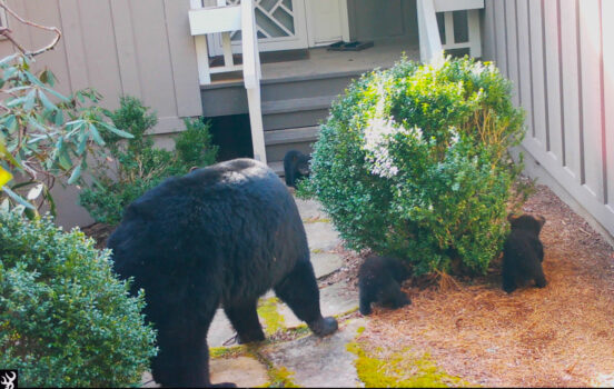 Bear sightings on the rise: NCWRC emphasizes methods to safely coexist ...