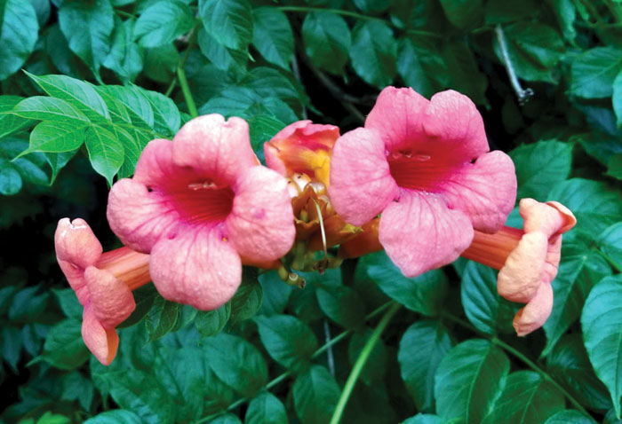 Darrell Blackwelder: What is cow-itch vine? | Salisbury Post