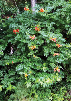 Darrell Blackwelder: What is cow-itch vine? - Salisbury Post ...