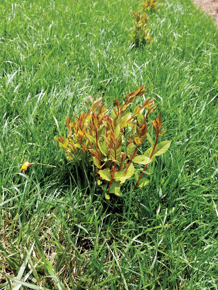 H&G Q&A: Questions about clover, pruning and sprouts | Salisbury Post