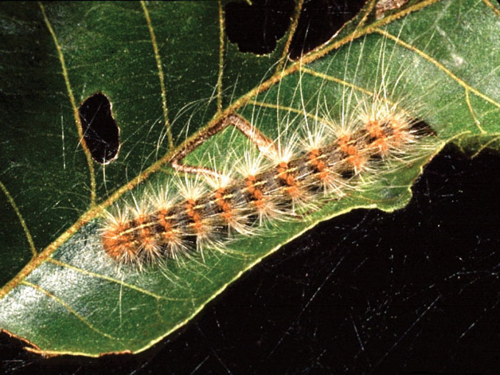 Darrell Blackwelder: Time for fall webworms to appear | Salisbury Post