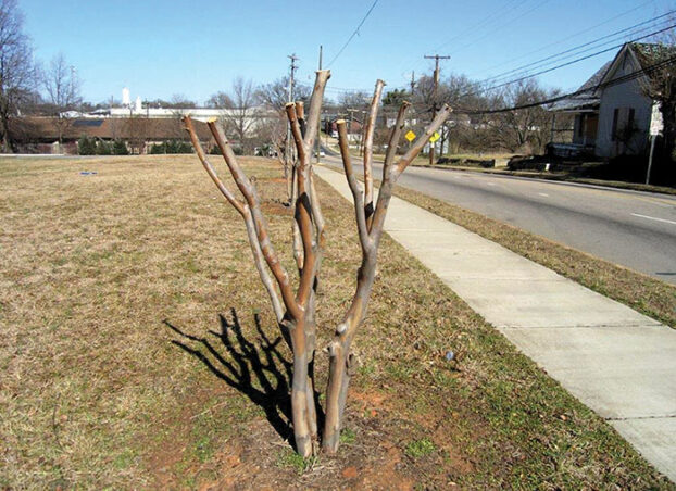 Amy-Lynn Albertson: Stop crape murder - Salisbury Post | Salisbury Post