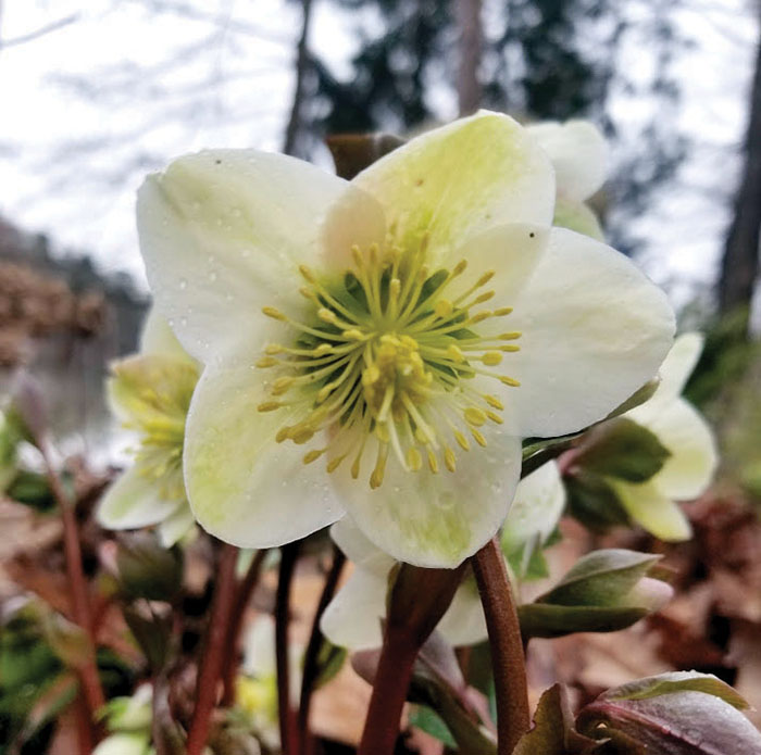 Darrell Blackwelder: Lenten roses are blooming now after warm spell ...