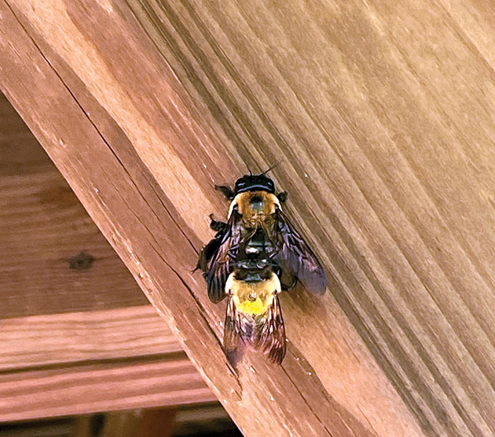 Amy-Lynn Albertson: Bees in the Lawn?: Bees, bees, bees | Salisbury Post