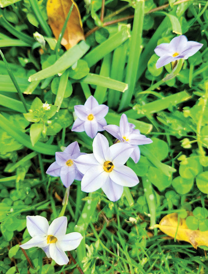 Darrell Blackwelder: Spring star flowers are in bloom | Salisbury Post