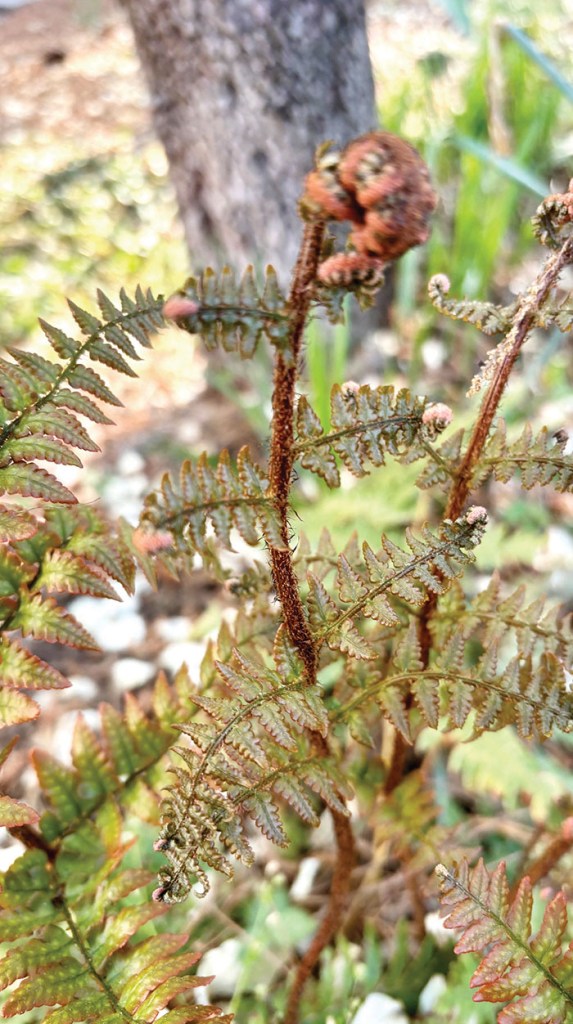 Amy-Lynn Albertson: Shade plants for sale at the Rowan County Extension ...