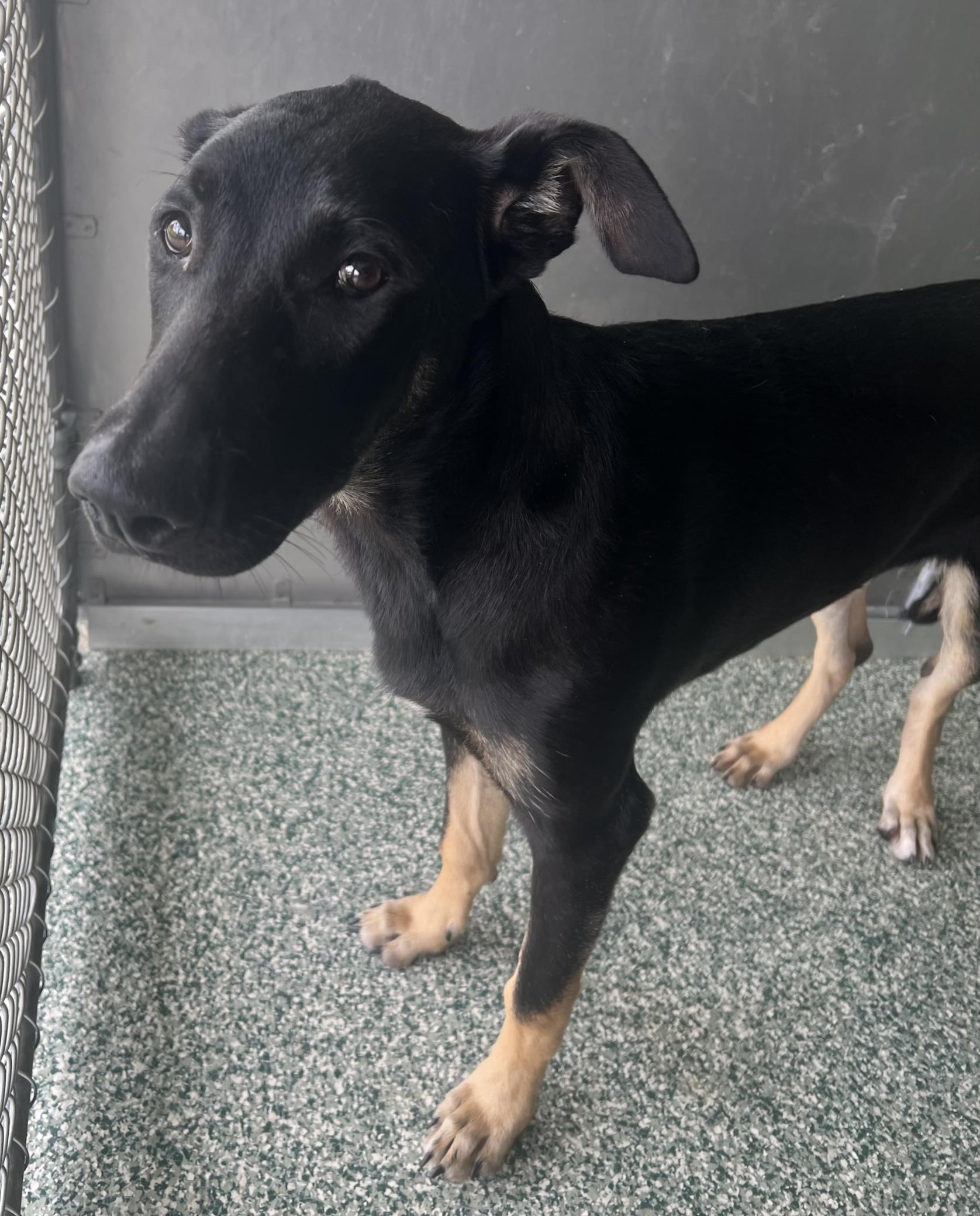 Paw Pals | Salisbury Post