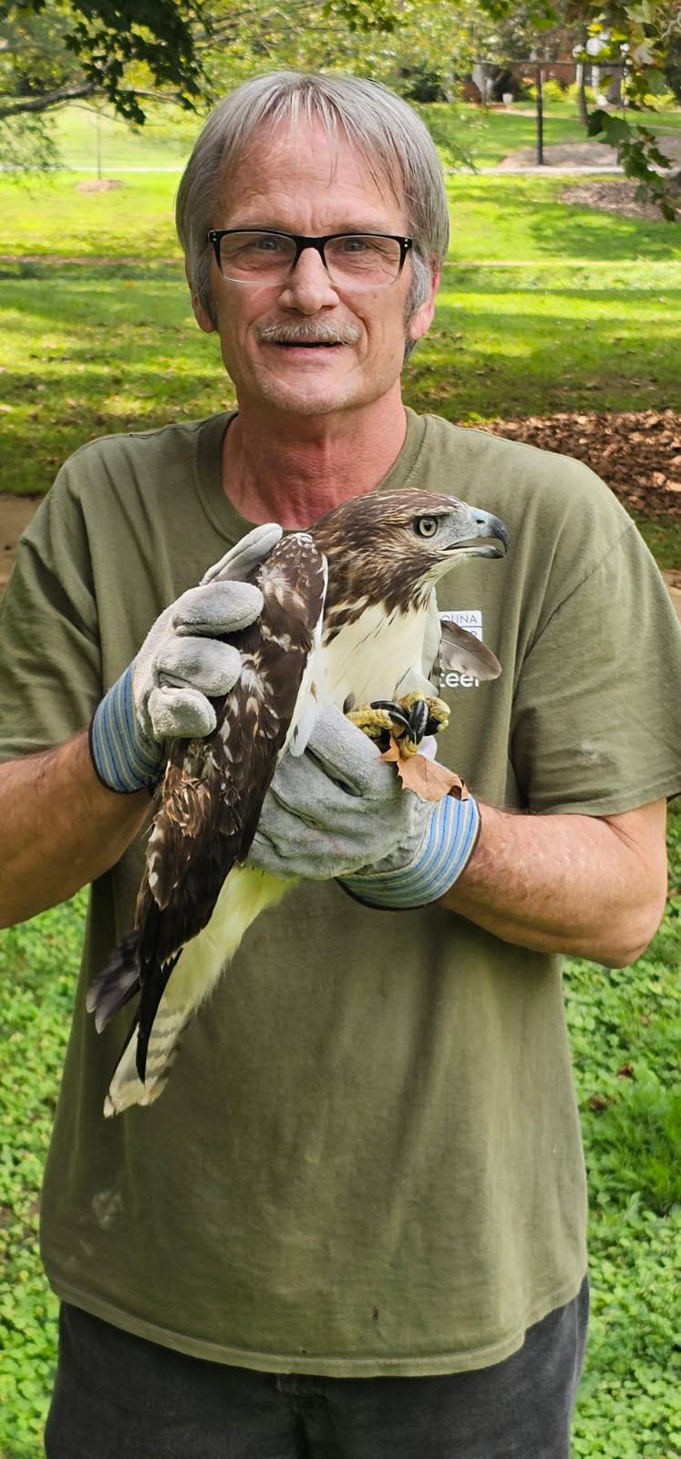 Raptor rescue: Injured hawk removed from Hurley Park | Salisbury Post