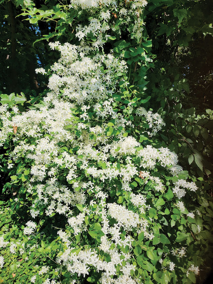 Darrell Blackwelder: Fall-blooming clematis | Salisbury Post