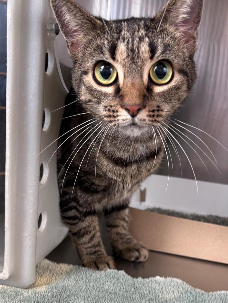 Paw Pals | Salisbury Post