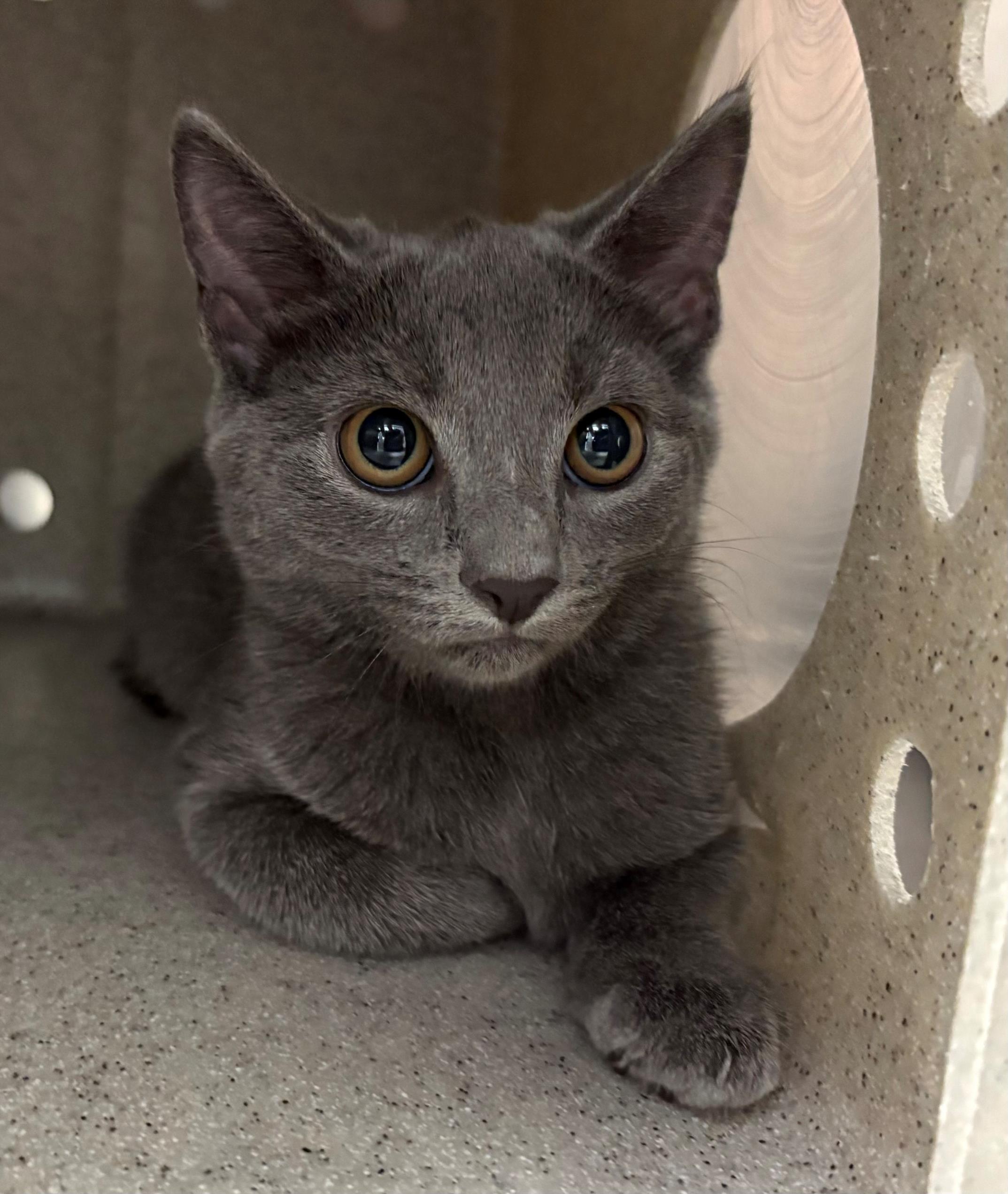 Paw Pals — Sept. 4 | Salisbury Post