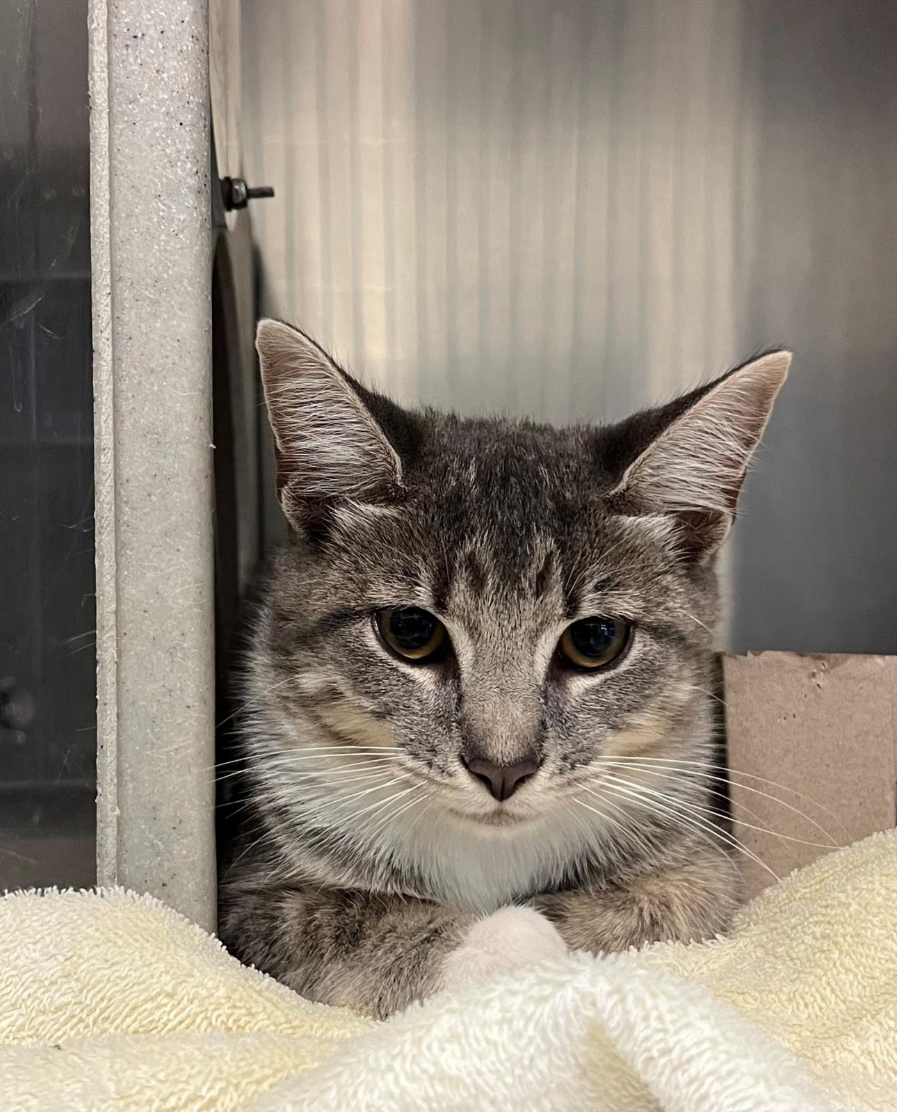 Paw Pals — Sept. 7 | Salisbury Post