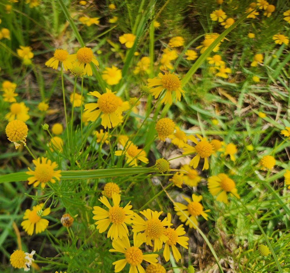 Darrell Blackwelder: Bitter weed is a late-summer wildflower that is ...