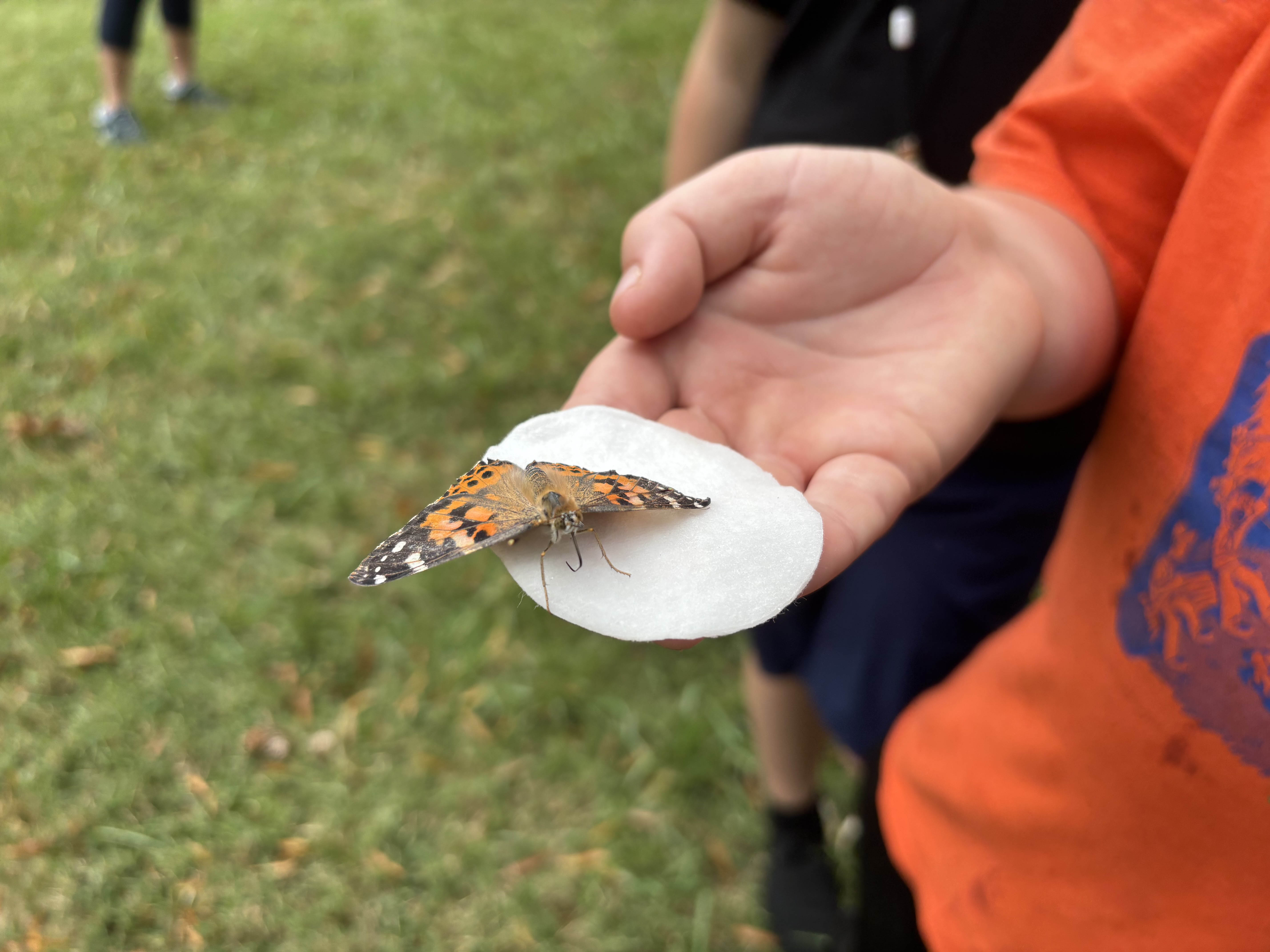 Fly high: Hurley Park releases monarch butterflies for annual migration ...