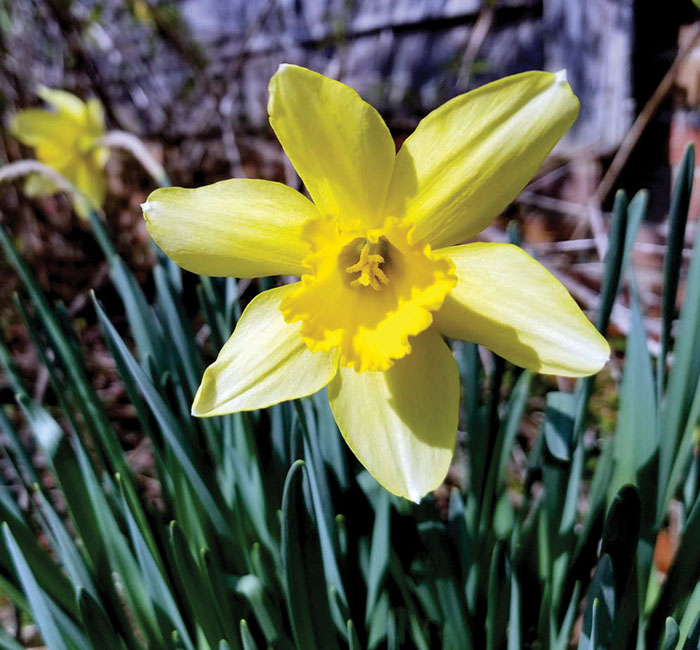 Darrell Blackwelder: Planting spring-flowering bulbs | Salisbury Post