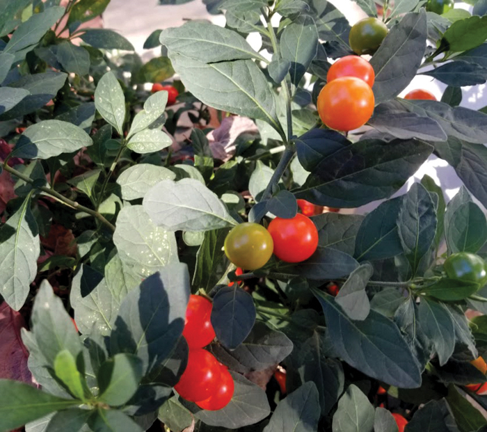 Darrell Blackwelder: Jerusalem cherry provides a pop of color | Salisbury Post