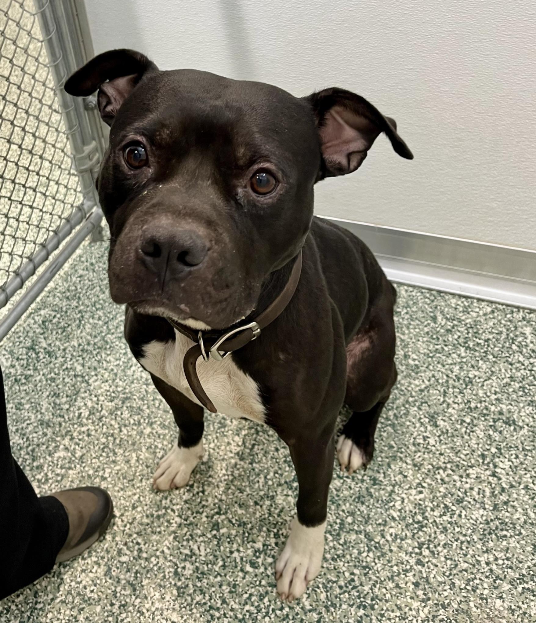 Paw Pals | Salisbury Post